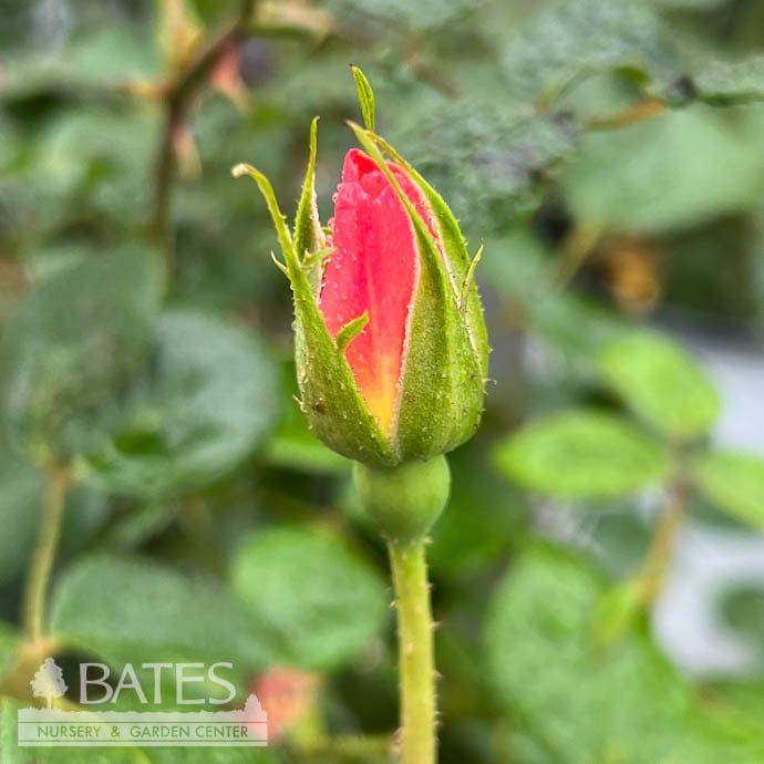 #3 Rosa Bright & Shiny/ Apricot Floribunda Rose - No Warranty