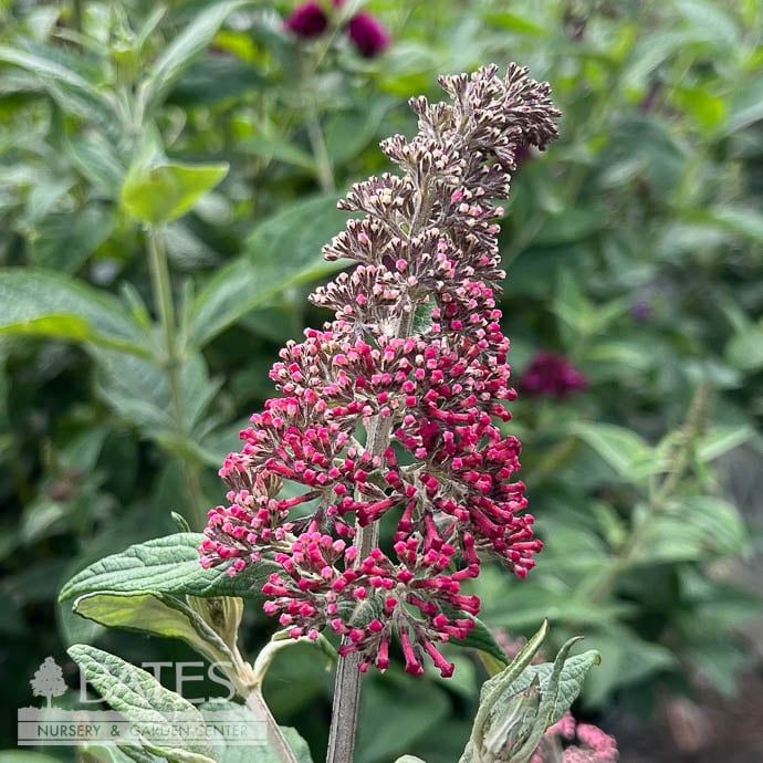 #2 Buddleia dav Butterfly Candy 'Li'l Raspberry'/ Red Pink Butterfly Bush