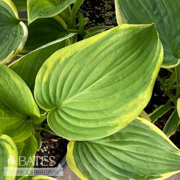 #1 Hosta Fragrant Dream/ Variegated Green, White