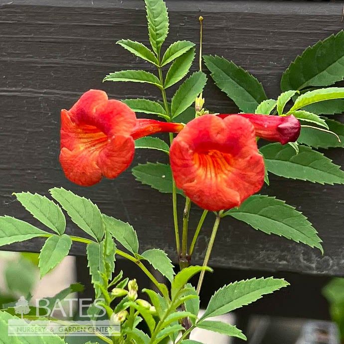 Tropical #1 Tecoma stans SL Bells of Fire/ Red, Orange Esperanza