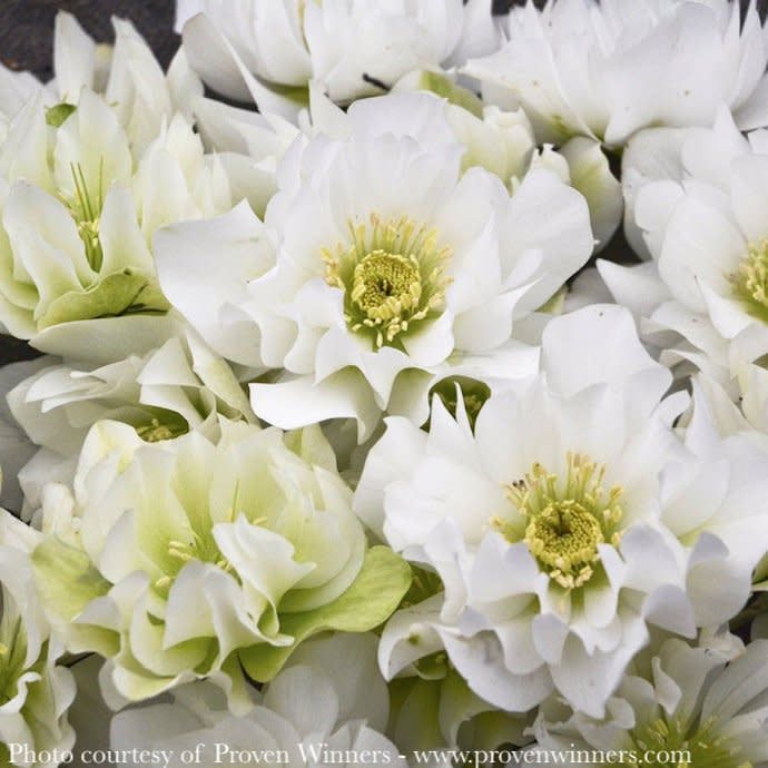 #1 Helleborus x PW Wedding Party 'Wedding Bells'/ Lenten Rose