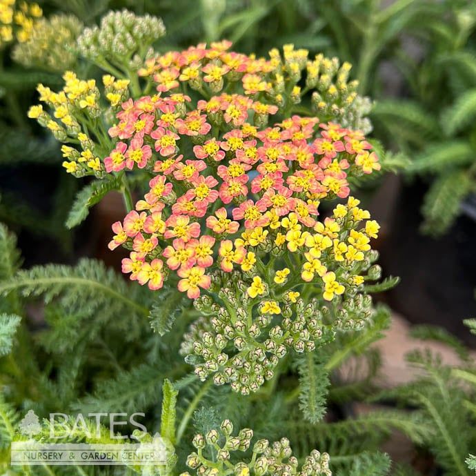 #1 Achillea mill Milly Rock 'Yellow Terracotta'/ Yarrow Native (TN)