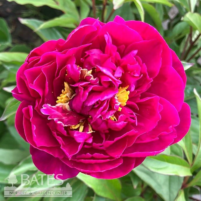 #1 Paeonia x Karl Rosenfeld/ Double Red Peony