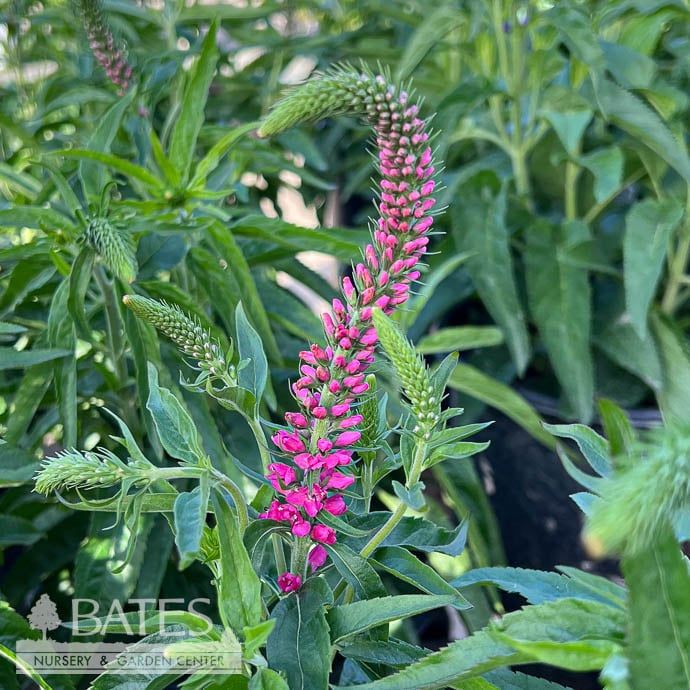 #1 Veronica Vernique 'Raspberry'/ Pink Speedwell