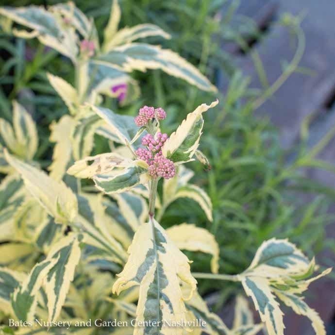 #1 Eutrochium fortunei Pink Frost/ Variegated Japanese Joe Pye Weed