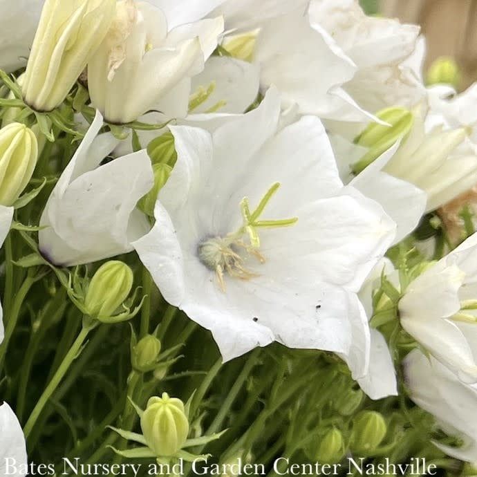 #1 Campanula carp Pristar 'White'/ Bellflower