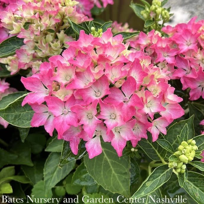 #2 Hydrangea mac Pink Elf / Bigleaf/ Dwarf Mophead Rose to Pink