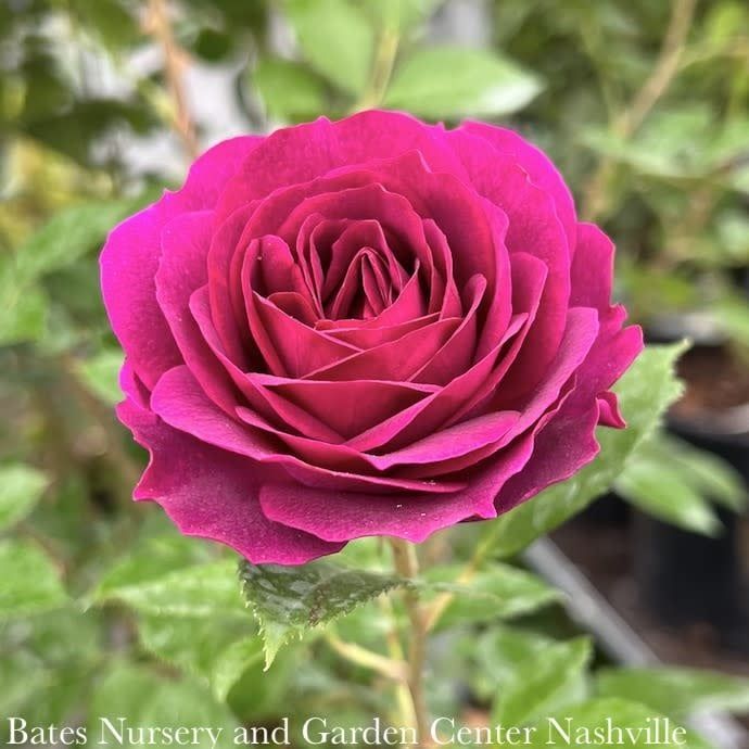 #3 Rosa Celestial Night/ Purple Floribunda Rose - No Warranty