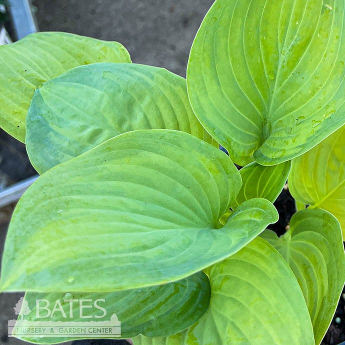 #1 Hosta Ambrosia/ Chartreuse, Blue