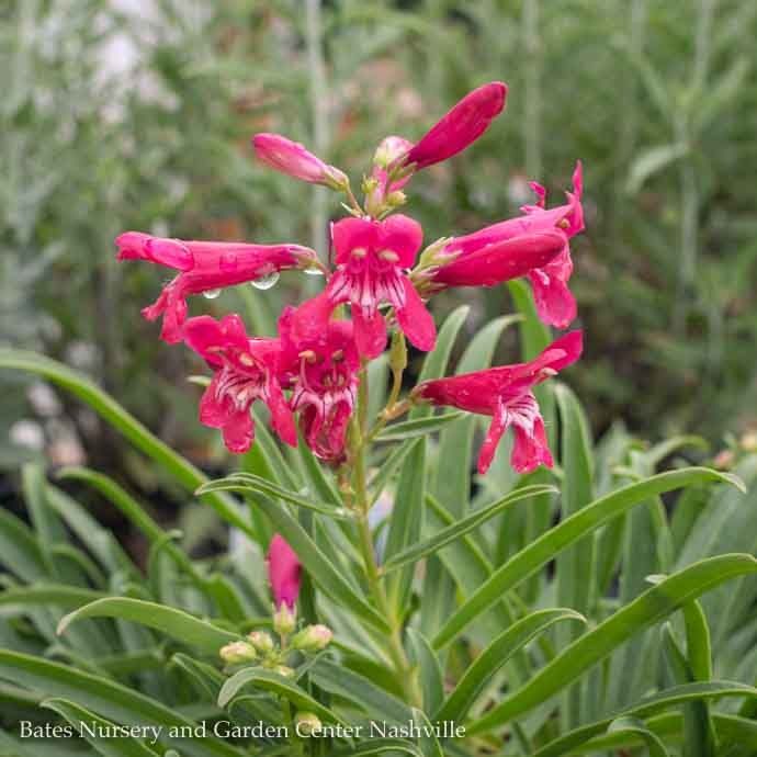 #1 Penstemon barb Rock Candy 'Ruby'/ Red Beardtongue