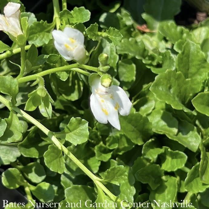 QP Mazus reptans Albus/ White Creeping Mazus