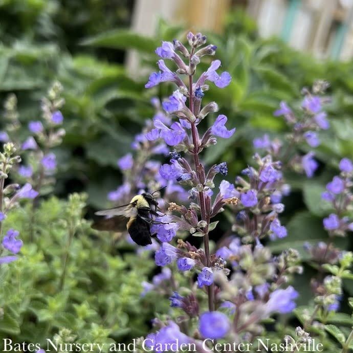 #1 Nepeta x Purrsian Blue/ Catmint