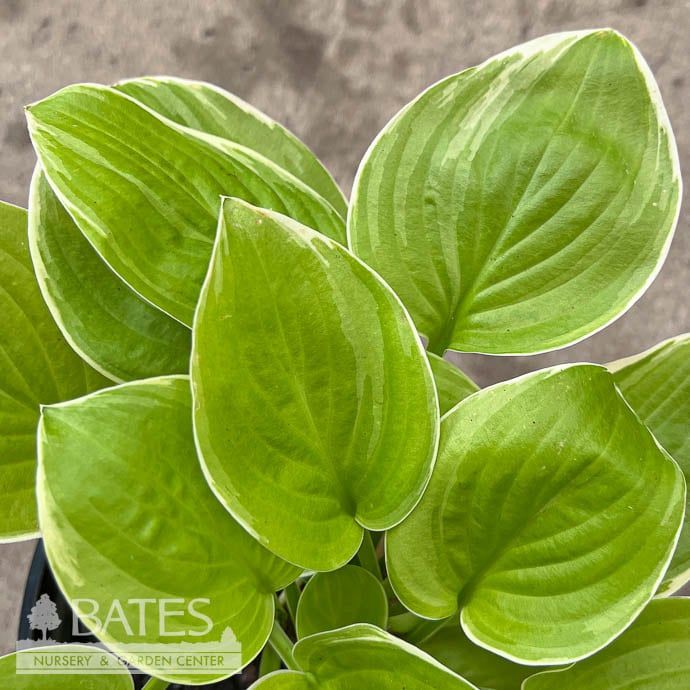 #1 Hosta Frozen Margarita/ Green, Yellow Variegated