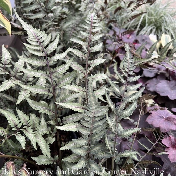 5p Athyrium niponicum Godzilla/ Japanese Painted Fern
