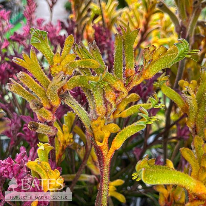 Tropical #1 Anigozanthos Bush Tenacity/ Yellow Kangaroo Paw