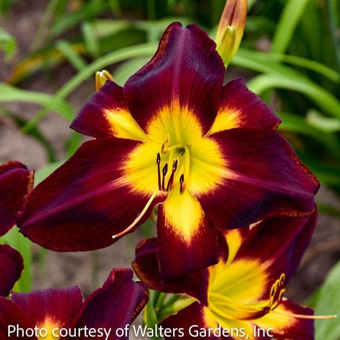 #1 Hemerocallis PW Rainbow Rhythm 'Persian Ruby'/ Dark Red Daylily