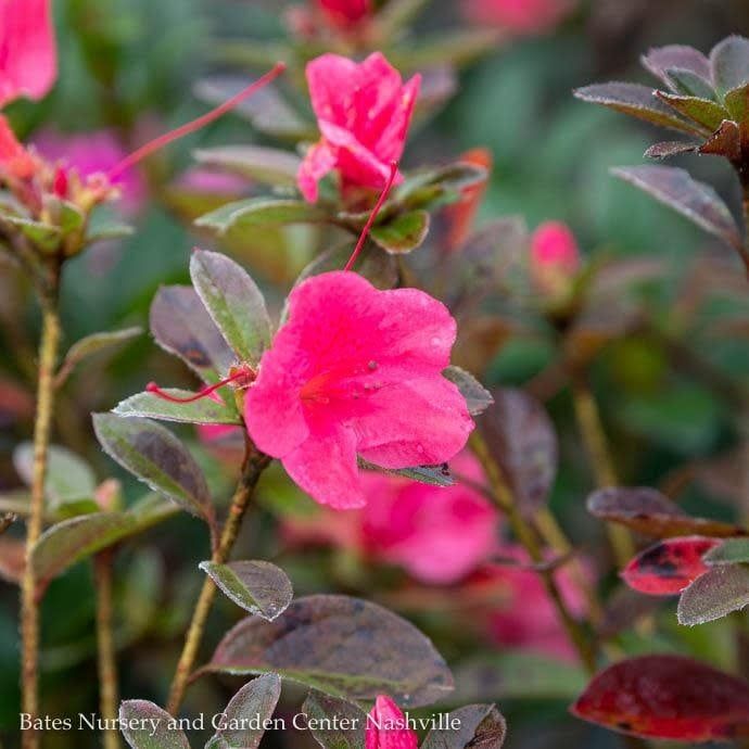 #3 Azalea x Encore Autumn Ruby/ Repeat Red