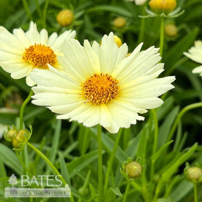 #1 Coreopsis x PW UpTick Cream / Compact Tickseed