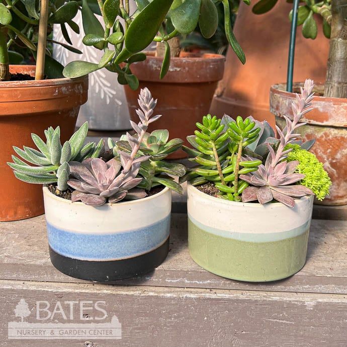 5P Rowan Bowl w/Succulents