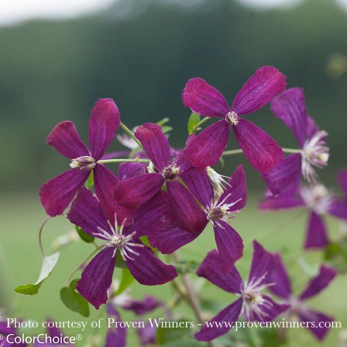 #2 Clematis x PW Sweet Summer Love/ Cranberry Violet