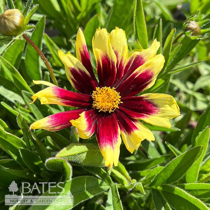#1 Coreopsis x Super Star/ Tickseed