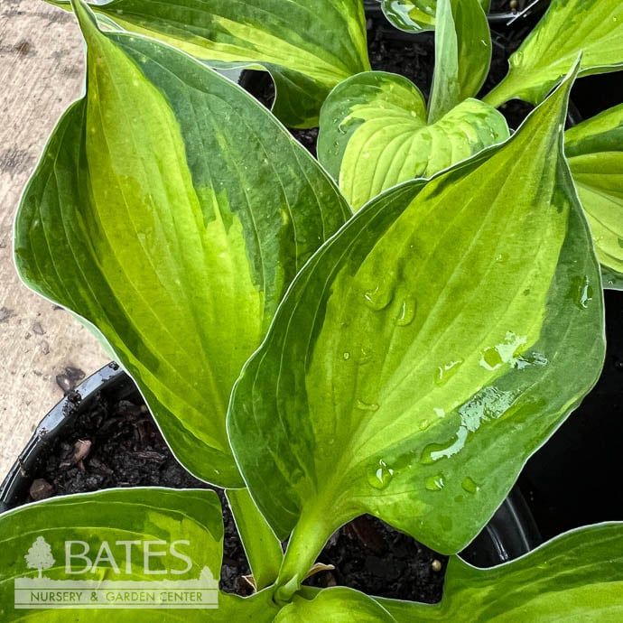 #1 Hosta Colored Hulk/ Lime Green w/ Dark Green Margins