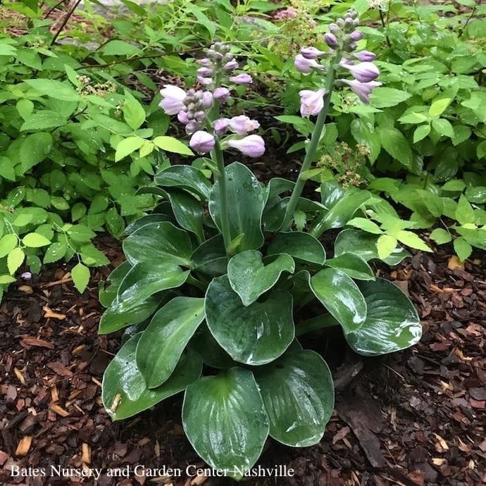 #1 Hosta x Blue Mouse Ears/ Dwarf
