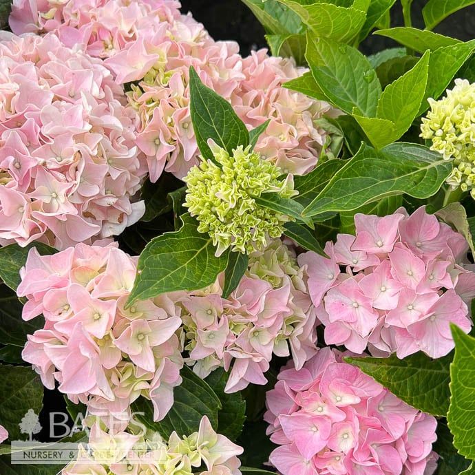 #2 Hydrangea mac Seaside Serenade 'Kitty Hawk'/ Green to Pink