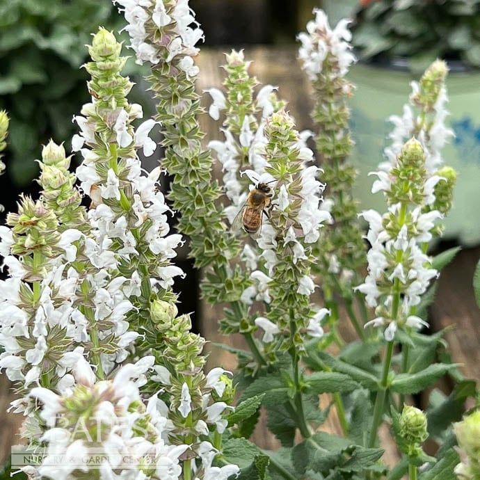 #1 Salvia Salute 'White'/ Sage