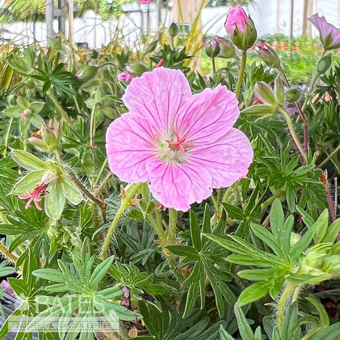 #1 Geranium sanguineum var striatum/ Striped Bloody Cranesbill