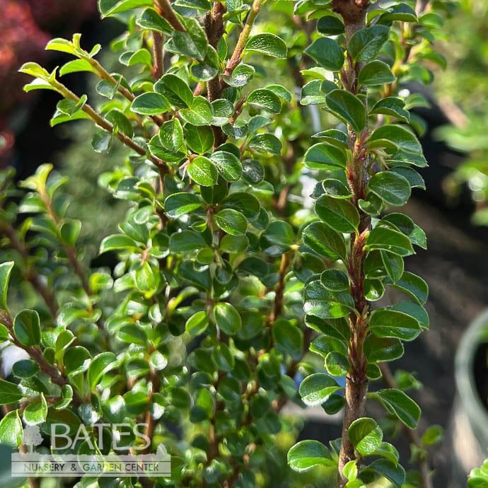 #1 Cotoneaster Shear Genius