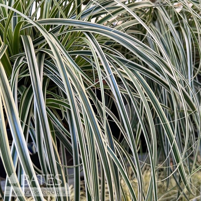 #1 Carex Moon Falls/ Variegated Sedge