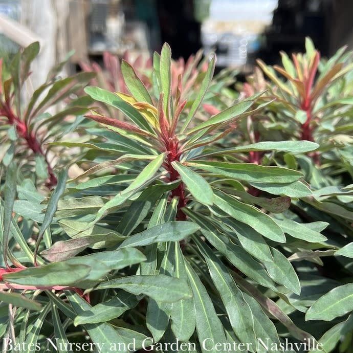 #1 Euphorbia Miner's Merlot/ Spurge