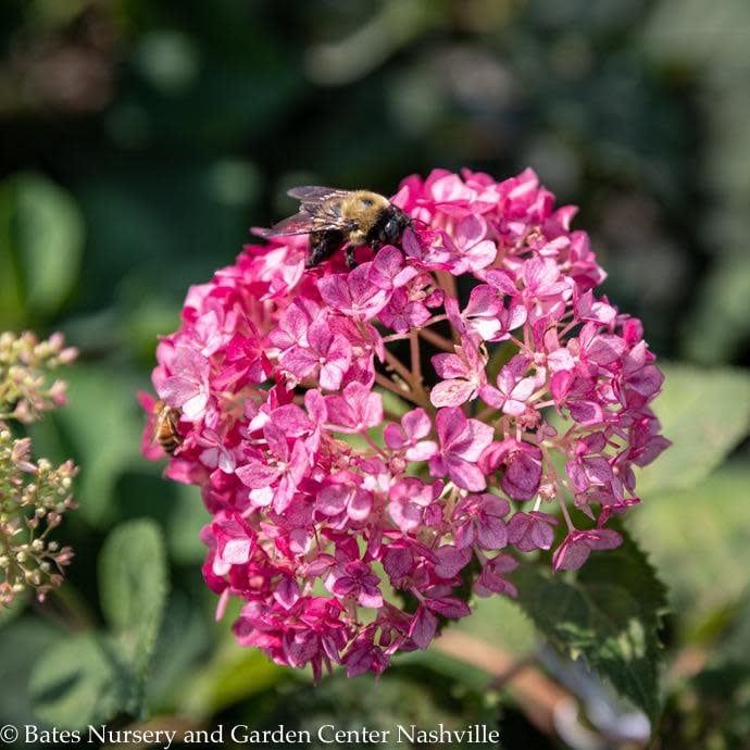 #2 Hydrangea arb PW Invincibelle Mini Mauvette/ Smooth Native (TN)