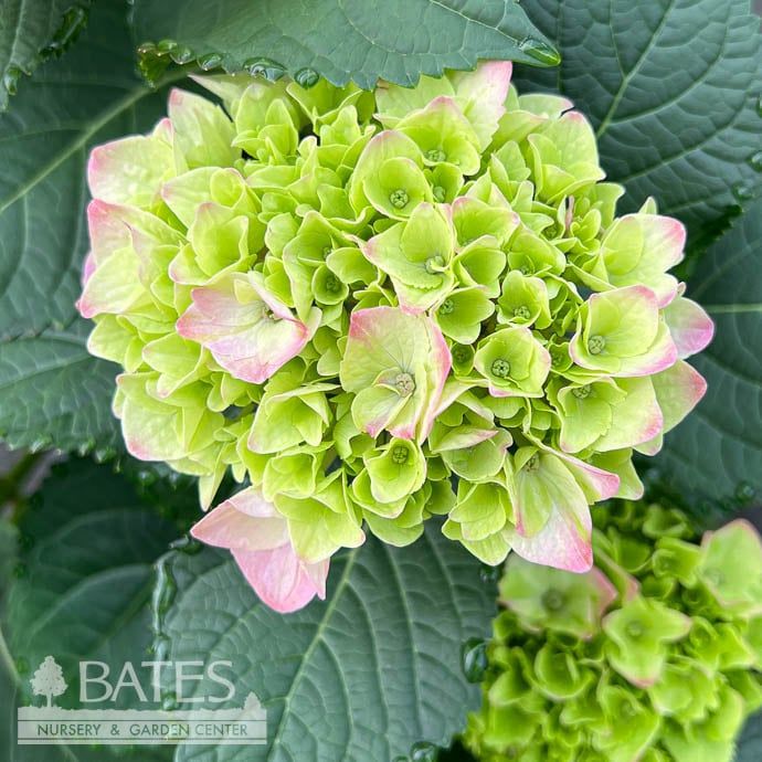 #2 Hydrangea mac BloomChampion 'Vibrant Verde'/ Bigleaf/ Mophead