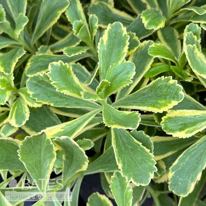 #1 Sedum Cutting Edge/ Stonecrop