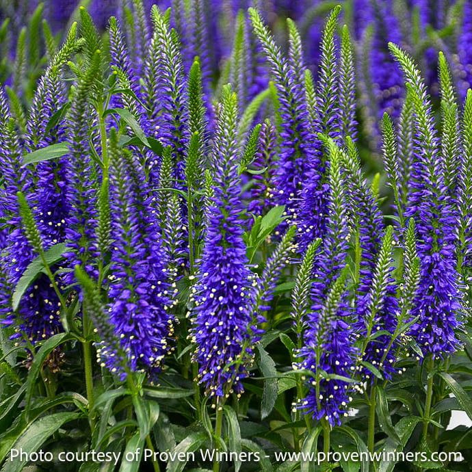 #1 Veronica PW Wizard of Ahhs/Purple Speedwell