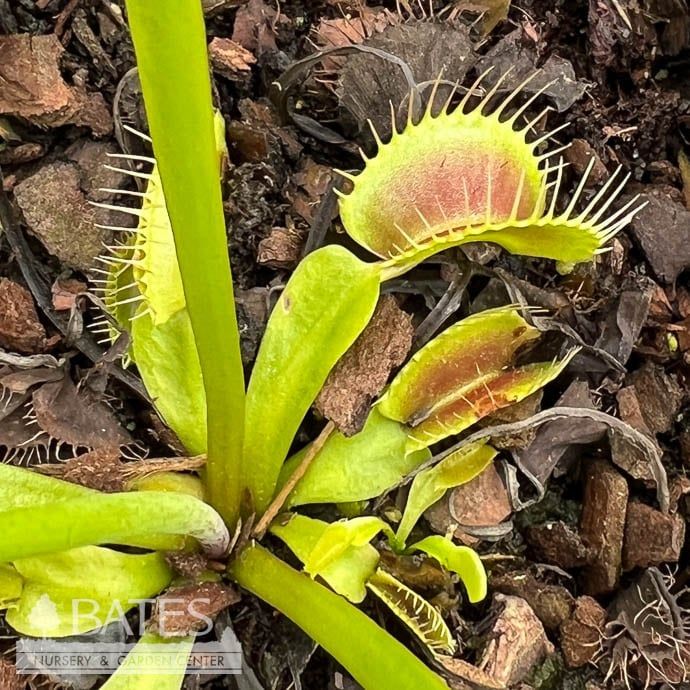 QP Carnivorous Dionaea King Henry/ Venus Fly Trap
