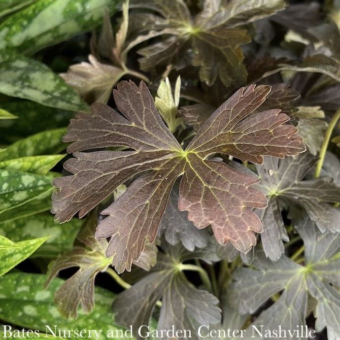 QP Geranium macul Huggy Bear/ Dark Leaf Cranesbill Native (TN)