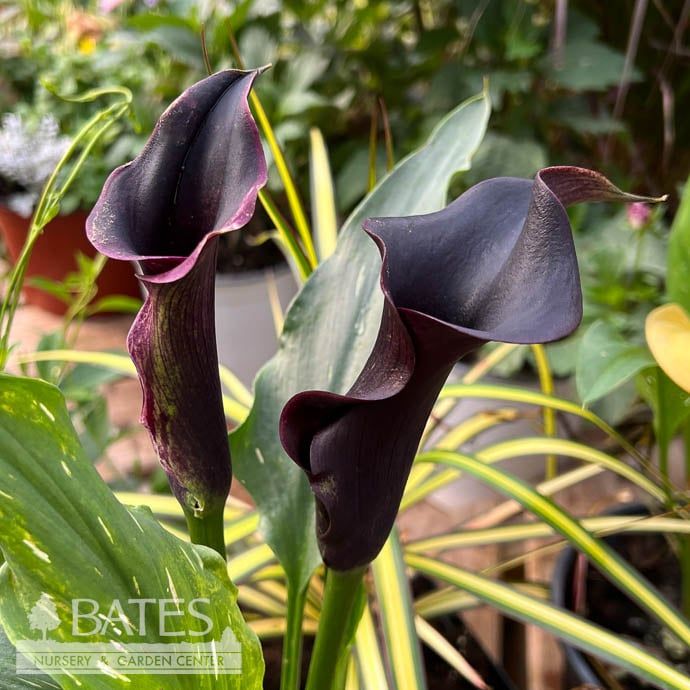 Tropical #1 Calla Lily Captain Black