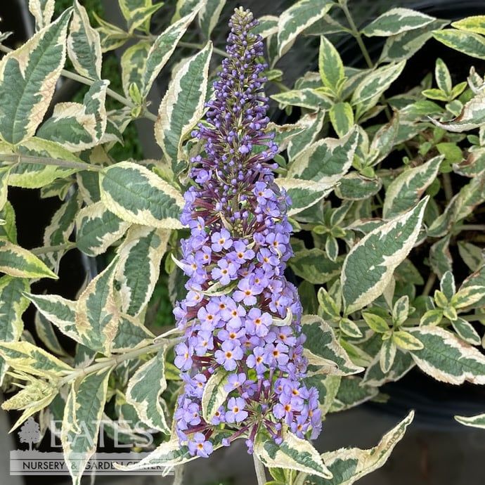 #2 Buddleia Butterfly Gold/ Purple Variegated