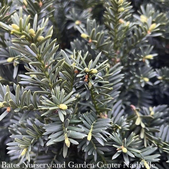 #5 Taxus x media Wardii/ Compact Yew