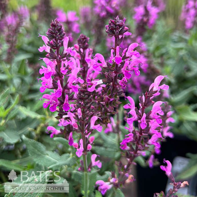 #1 Salvia nem Lyrical 'Rose'/ Pink Meadow Sage