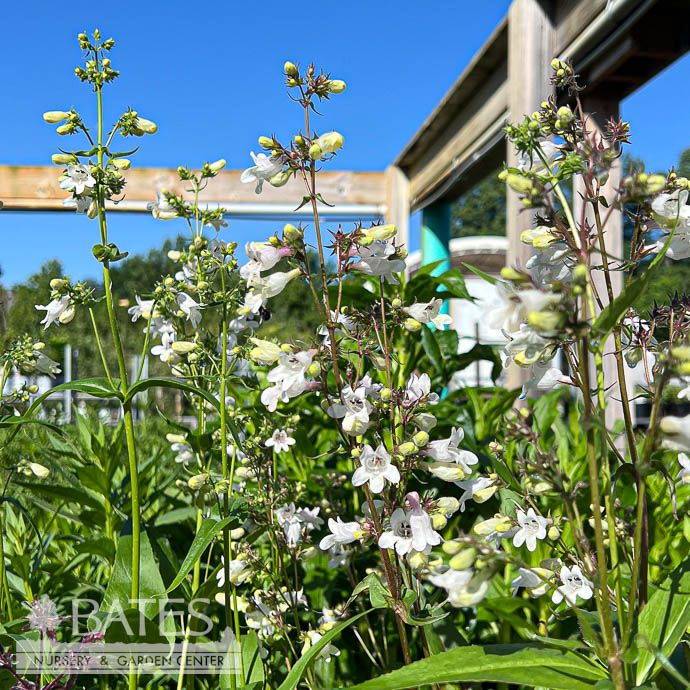 #1 Penstemon digitalis/ Beardtongue Native (TN)