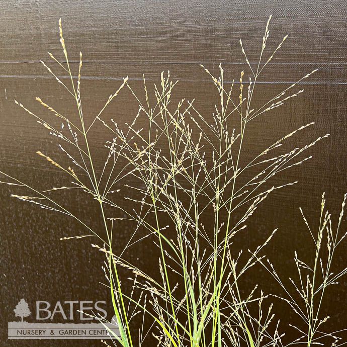 #1 Grass Panicum virg Haense Herms/ Switch Native (TN)