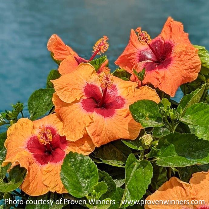 Tropical #3 Hibiscus PW Hollywood 'Disco Diva'/ Orange