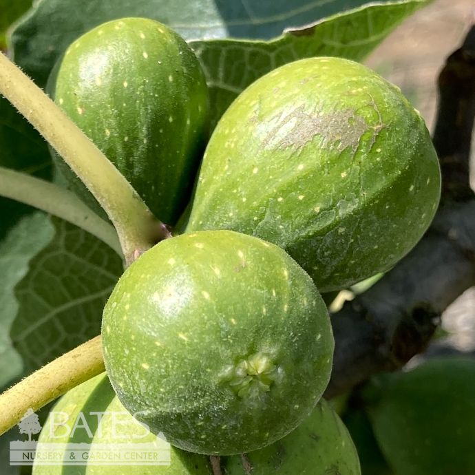 Edible #5 Ficus carica Peter's Honey/ Fig - No Warranty