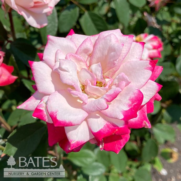 #2 Rosa Grace N' Grit 'Pink BiColor'/ Shrub Rose - No Warranty