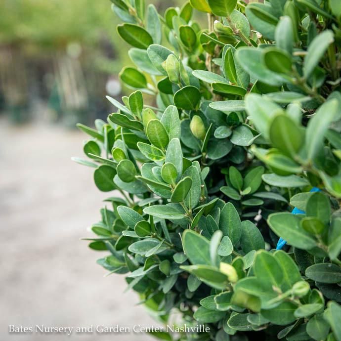 #15 5' Buxus semp Graham Blandy/ Upright Columnar Boxwood