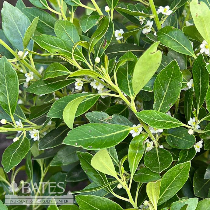 #2 Ilex glabra Compacta/ Inkberry Holly (female) Native (R)